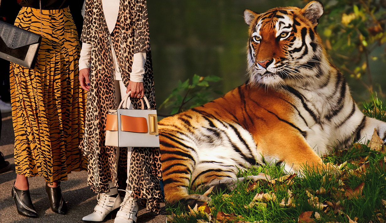 เจาะลึก ‘แฟชั่นลายเสือ’ แท้จริงแล้วได้รับแรงบันดาลใจมาจากเสือสายพันธุ์ใด