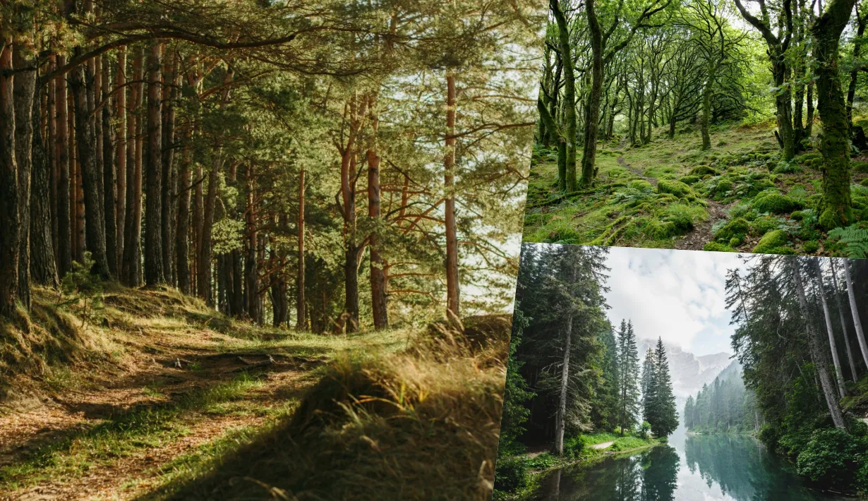 ดึ่มด่ำกับเสียงแห่งธรรมชาติผ่าน ‘Sound of the Forest’ ที่ให้คนรักป่าได้ ...